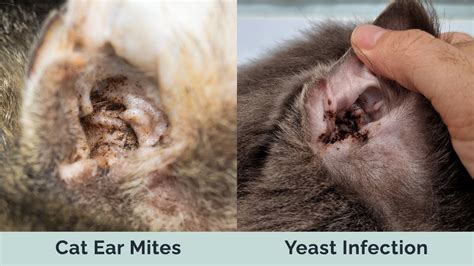 Cat Ear Mites Vs Yeast Infection Visual Differences Vet Approved