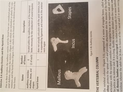 Axial Skeleton Lab Test Flashcards Quizlet