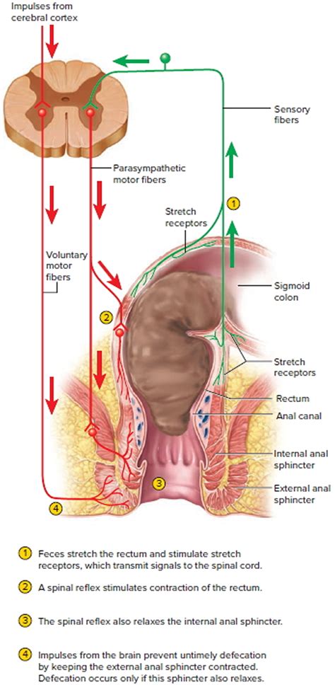 Rectum Anatomy And Rectum Function Differentiate Anus Vs Rectum