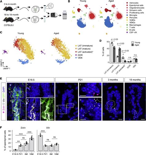 单细胞技术揭示小鼠脊髓损伤过程中的室管膜细胞变化 知乎