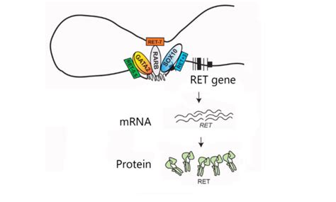 Noncoding Mutations Disrupt Cooperative Function Of Gene Families In