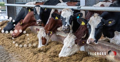 Switching To Procross Boosts Profits And Dairy Success