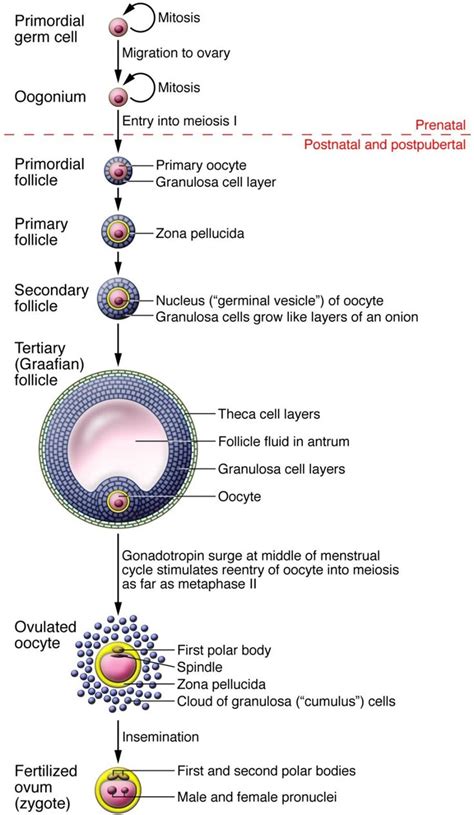 Portrait Of An Oocyte Our Obscure Origin