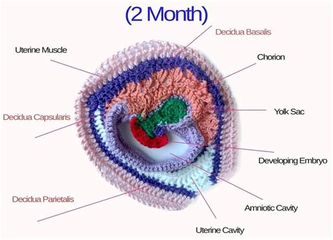 Crocheted Embryo Models — Featured Artwork From The Node Bsdb Virtual Art Exhibition The Node