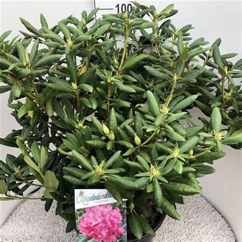 Rhododendron Roseum Elegans — Plant Wholesale Floraccess