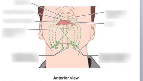 Lymph Nodes And Zones Diagram Quizlet