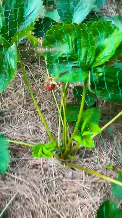 Защита от ворон 🐦‍⬛ хобби Garden сад клубника защитнаясетка лилия Youtube