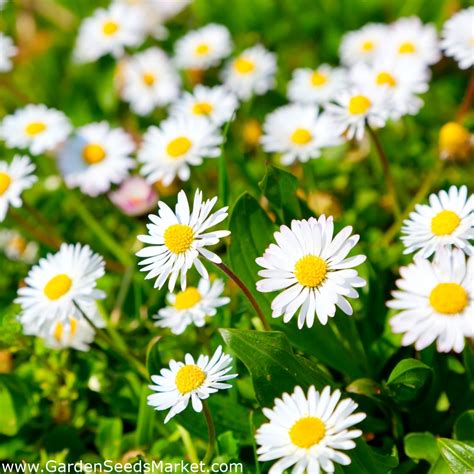 English Daisy Bellis Perennis Vibrant Blooms Lawn Perfection