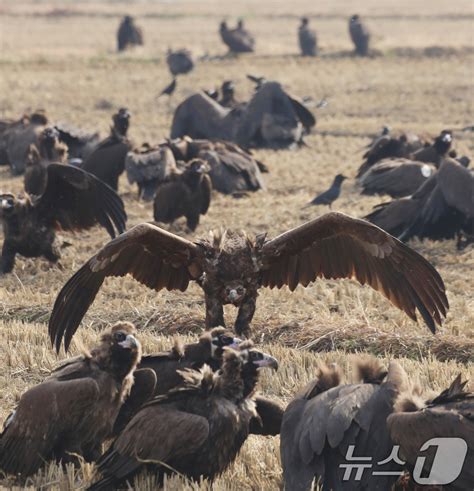경남 김해서 겨울 나는 독수리들 뉴스1