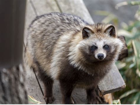 タヌキとアライグマの違いって見分け方はHALMEK upハルメクアップ