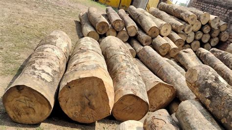 7 Feet Gamhar Wood Logs At ₹ 1600cubic Feet Patna Id 2854824181862