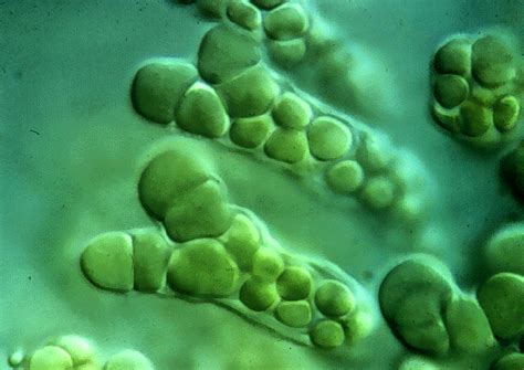 Variety Of Life Entophysalidaceae