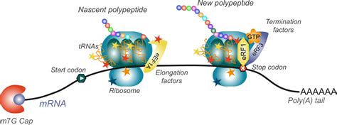 Rna And Protein Modifications Structural Biology Of The Cell Laboratory Bioc Rna And Protein Modifications Structural Biology Of The Cell Laboratory Bioc