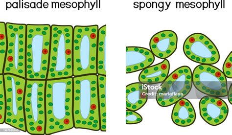 Palisade Dan Mesofil Sepon Struktur Dan Jenis Jaringan Tanaman Asimilasi Ilustrasi Stok Unduh