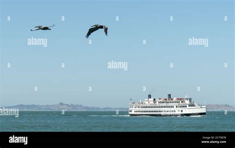 Pelicans Over The Pacific Ocean Flying By Alcatraz Island With An