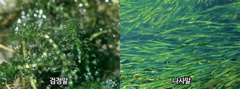 생물이 환경에 적응하는 사례 네이버 블로그