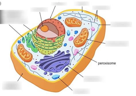 Eukaryotic Cell Diagram Quizlet