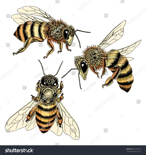 Zstock Vector Hand Drawn Bees Sketch