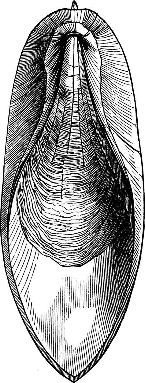 Bone Of The Cuttle Fish Vintage Illustration 13850232 Vector Art At