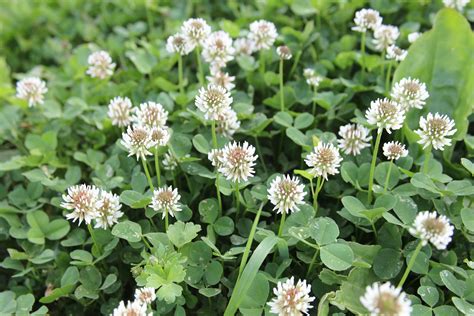 Growing A Clover Lawn The Old Farmer S Almanac