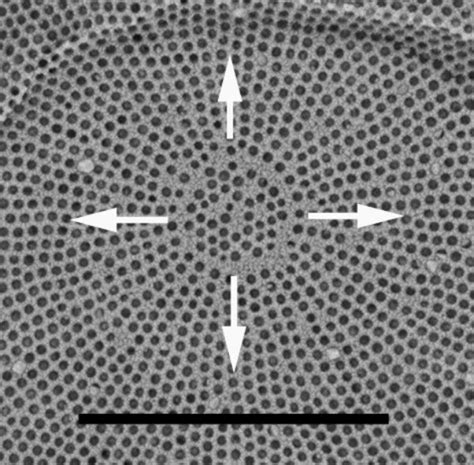 Annulus Glossary Diatoms Of North America