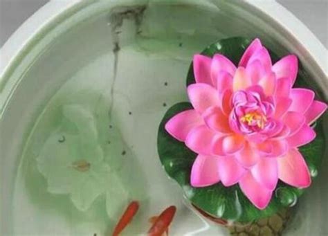 碗莲上盆时间与养护方法 植物说