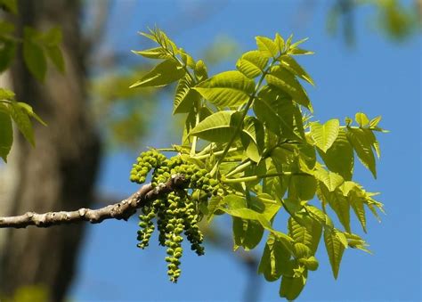 What Does A Walnut Tree Look Like Wood Dad