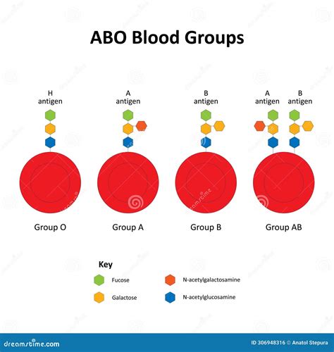 Abo Blood Groups Vector Illustration 306948316