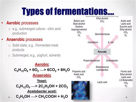 Fermentation Intro Pptx