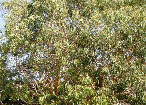 Eucalyptus Viminalis Ssp Pryoriana Wonthaggi Seed Bank And Nursery