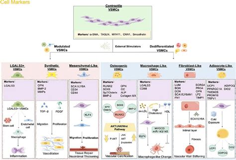 Hormonal Influence Unraveling The Impact Of Sex Hormones On Vascular Smooth Muscle Cells