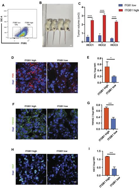 Itgb1 Drives Hepatocellular Carcinoma Progression By Modulating Cell Cycle Process Through Pxn