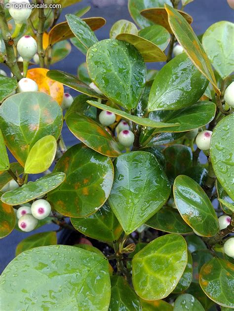 Ficus Deltoidea Mistletoe Fig Top Tropicals Plant Encyclopedia