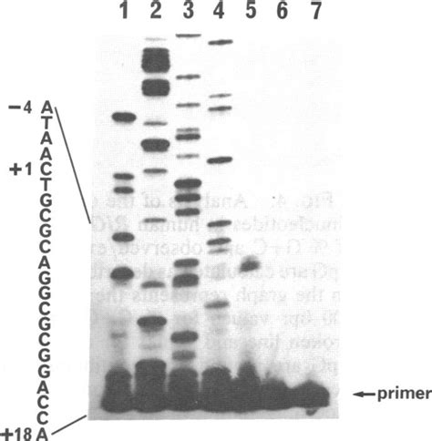 Mapping Of The Transcription Initiation Site By Primer Extension