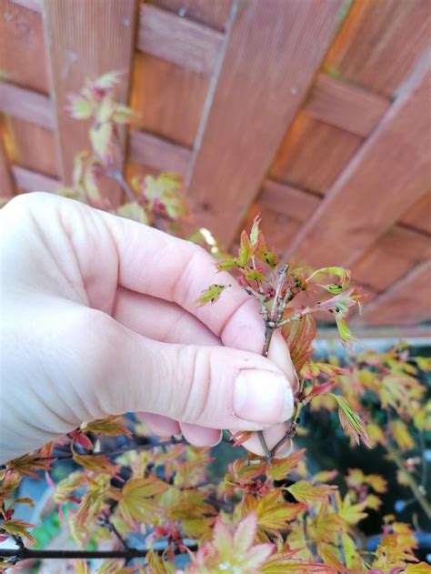 Acer What Are These Black Bugs — Bbc Gardeners World Magazine