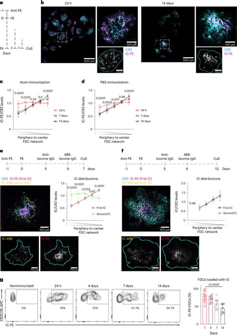 Long Term Dynamics Of Antigen Localization In B Cell Follicles A