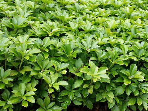 Bodendecker Dickmannchen Pachysandra Die Schonsten Blumenbilder
