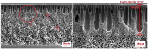 Figure 1 From Janus Membranes For Membrane Distillation Recent Advances And Challenges