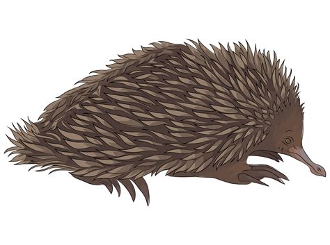 Echidna Png Clipart Latar Belakang Png Play