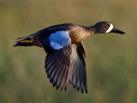 Bird Id Flashcards Flashcards Quizlet