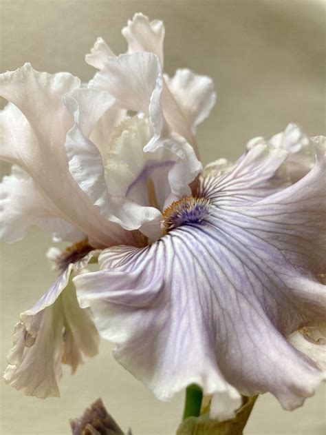 Bearded Iris Haunted Heart By Mor Flowers