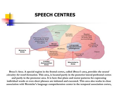 Ppt Physiology Of Speech Powerpoint Presentation Free Download Id