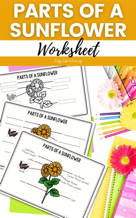 Parts Of A Sunflower Worksheet