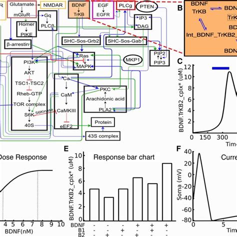 Signaling Model And Experiments On It A Block Diagram Of Model B Download Scientific