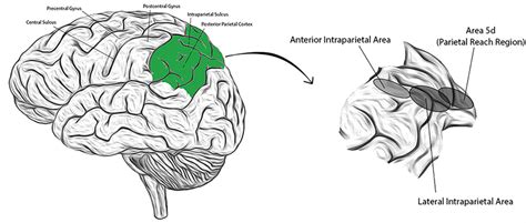 Left Lateral View Of The Human Brain With Identifying Landmarks The