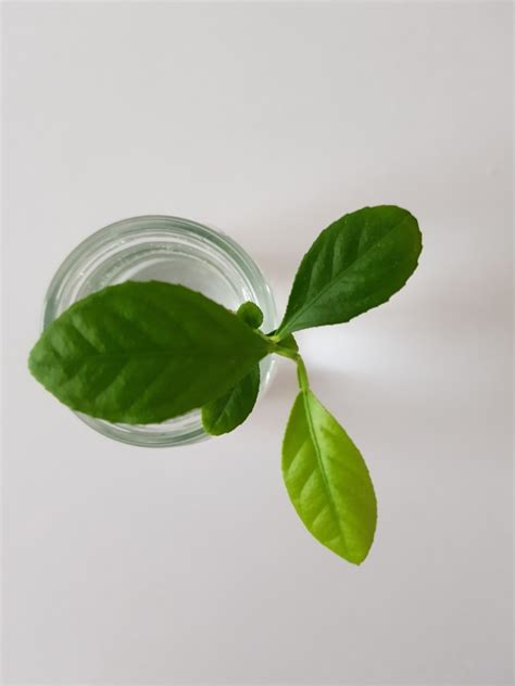 레몬나무키우기 근황5 레몬향 대박 꼬마레몬나무 물꽂이 네이버 블로그