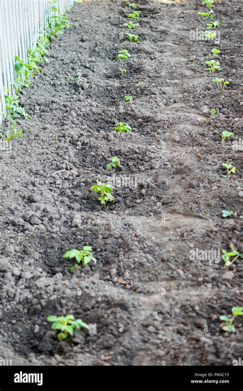 Raspberry Seedlings Planted In Fresh Ground And Will Give Fruit For Next Year For Your Design