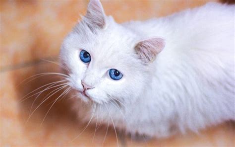 Exploring Thailand The Most Popular Cat Breeds Cat Boarding Hotel
