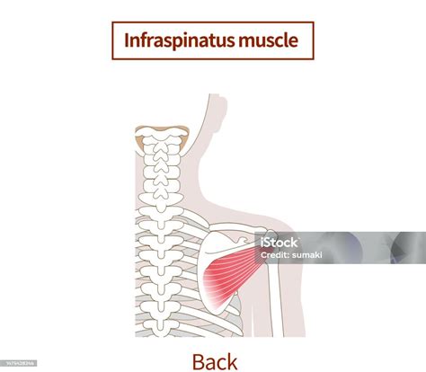 Illustration Of The Anatomy Of The Infraspinatus Muscle Rotator Cuff