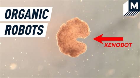 Xenobots The Age Of Biological Robots Mashable Youtube